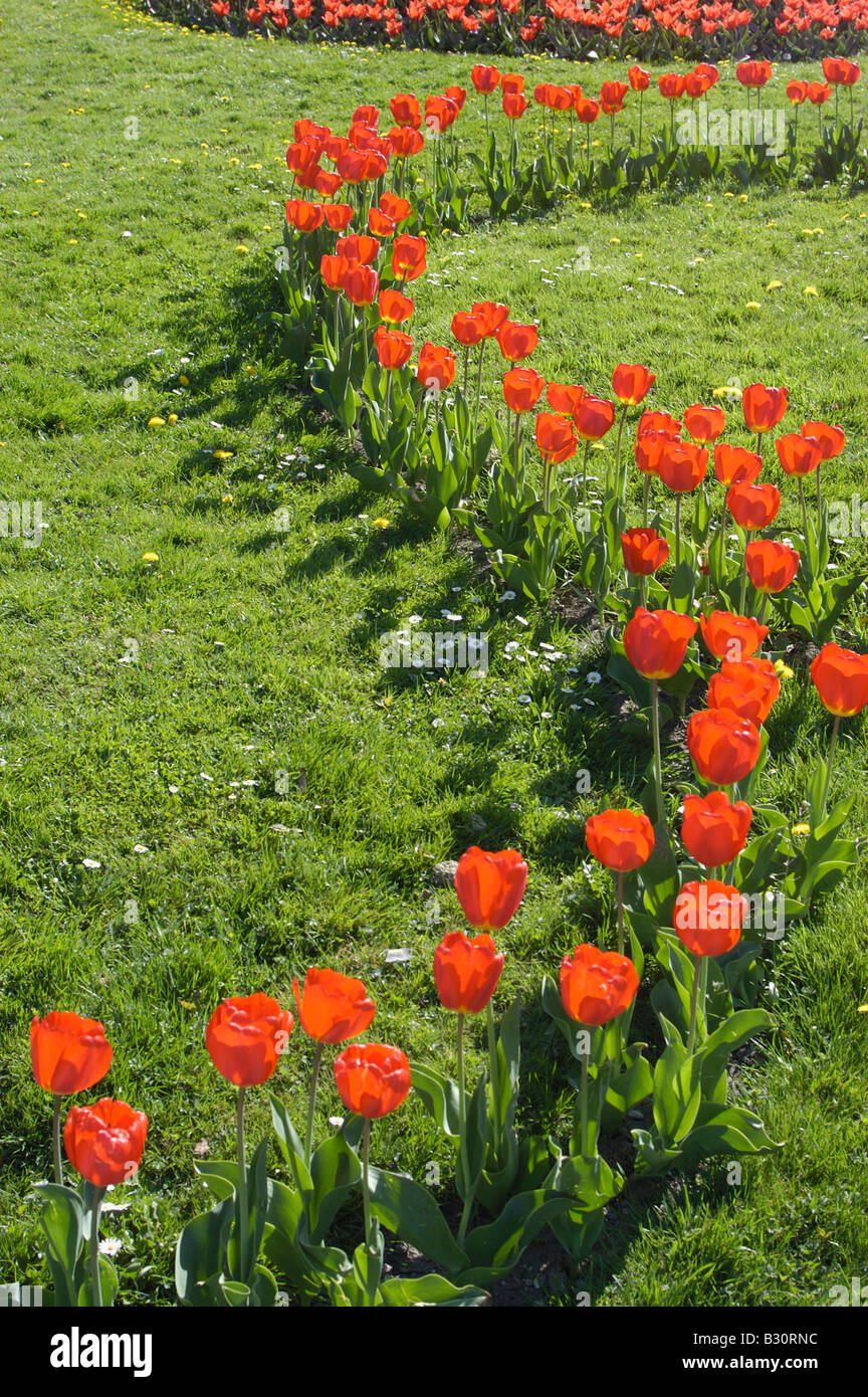 Red tulips vienna austria hi-res stock photography and images - Alamy