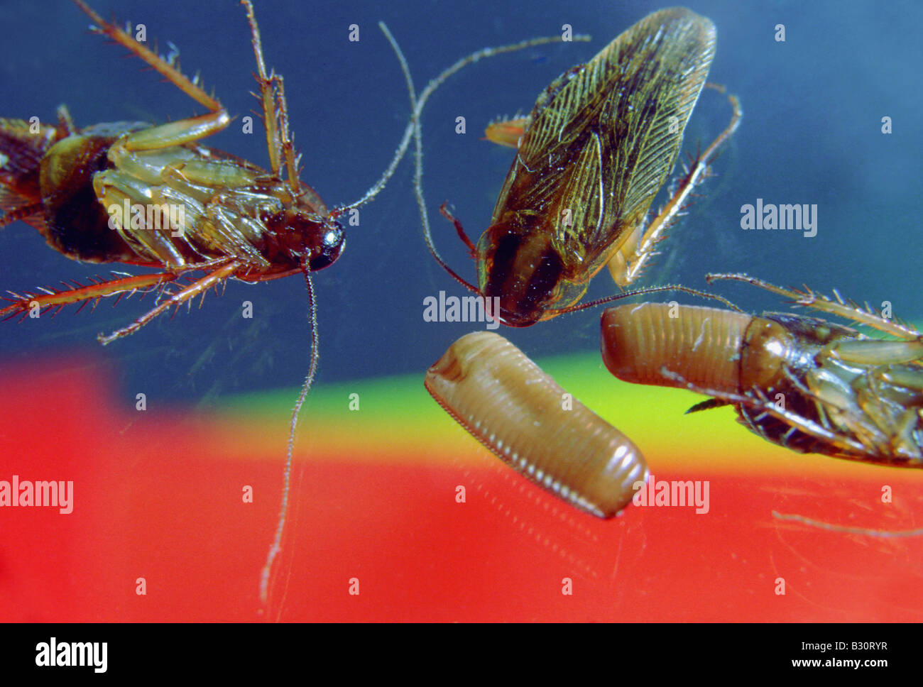 Cockroach egg hi-res stock photography and images - Alamy