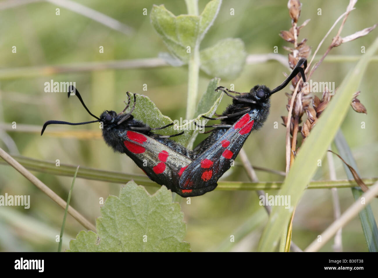 Mating moths hi-res stock photography and images - Alamy
