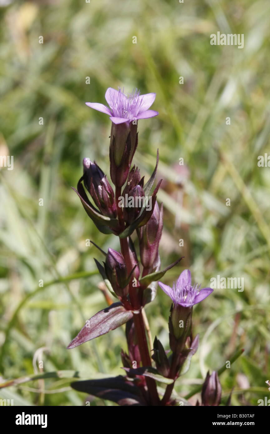 Autumn gentian, gentianella amarella Stock Photo - Alamy