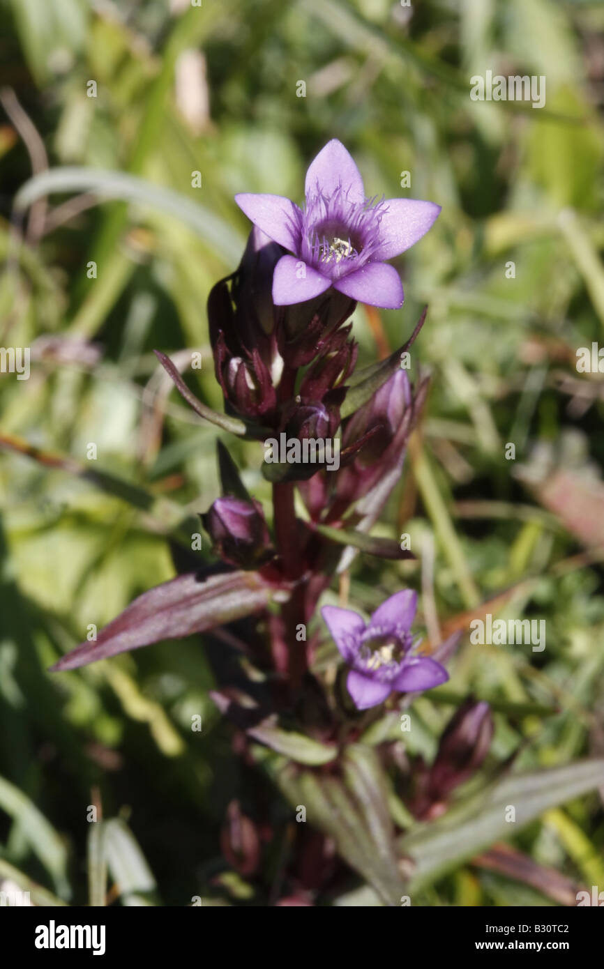 Amarella hi-res stock photography and images - Alamy