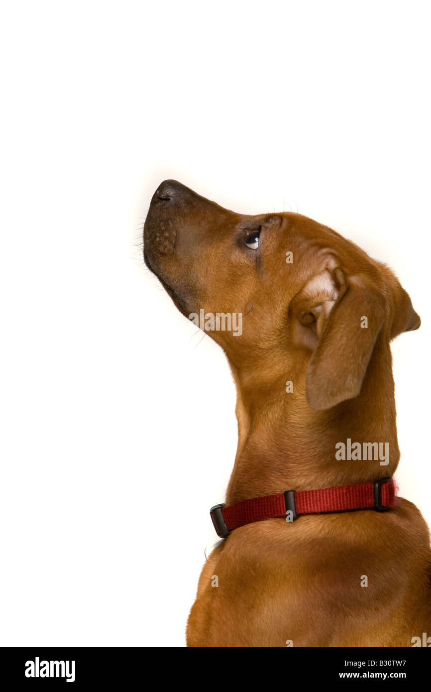 Rhodesian ridgeback pictures hi-res stock photography and images - Alamy