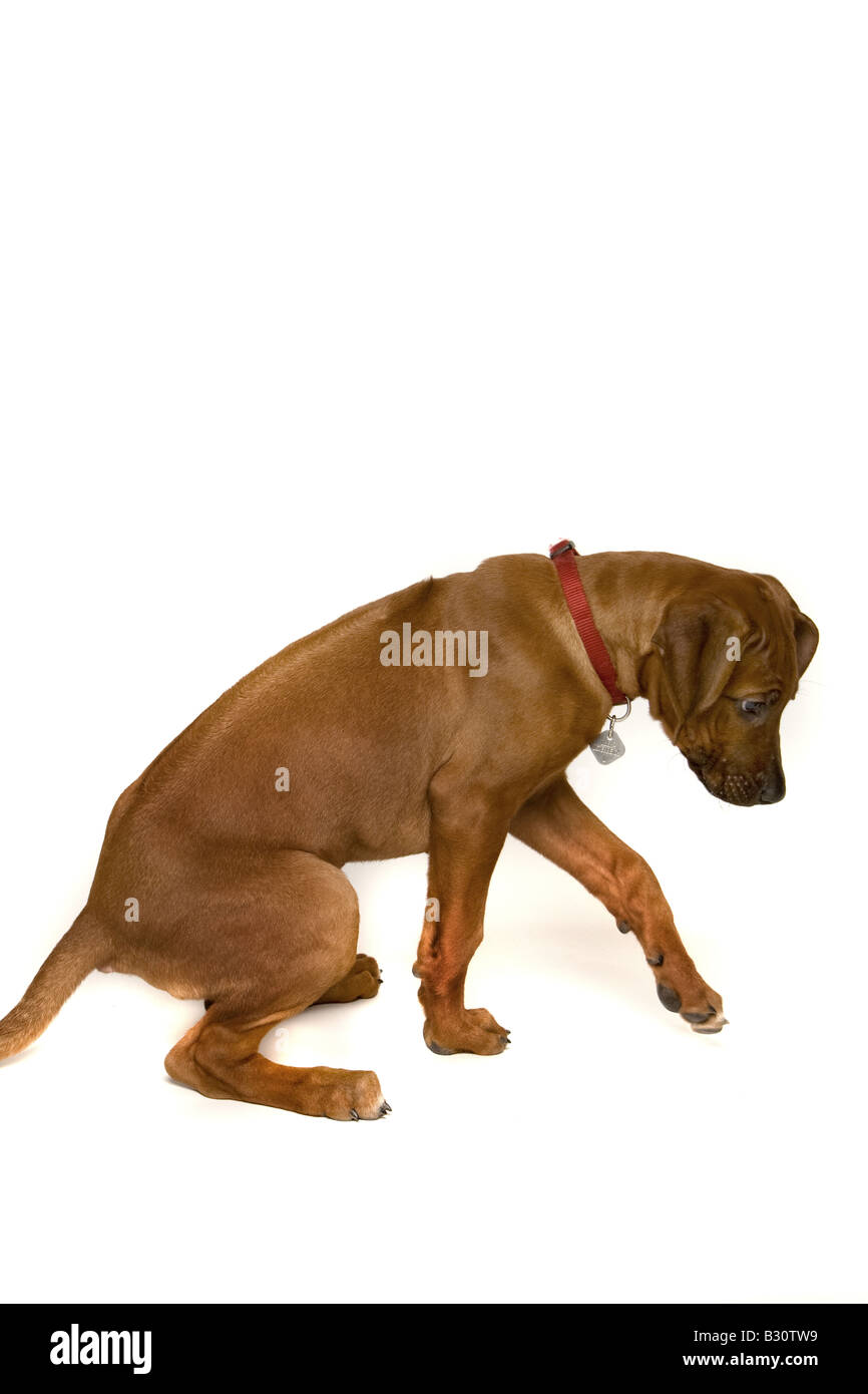 Rhodesian Ridgeback Photos High Resolution Stock Photography and Images ...