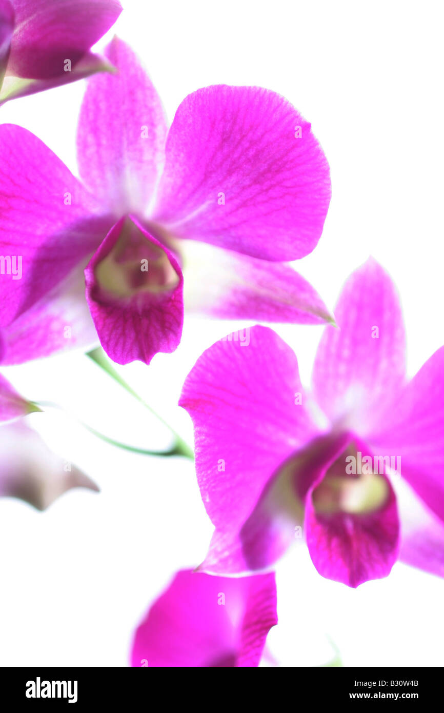 Dendrobium, antelope orchid Stock Photo - Alamy
