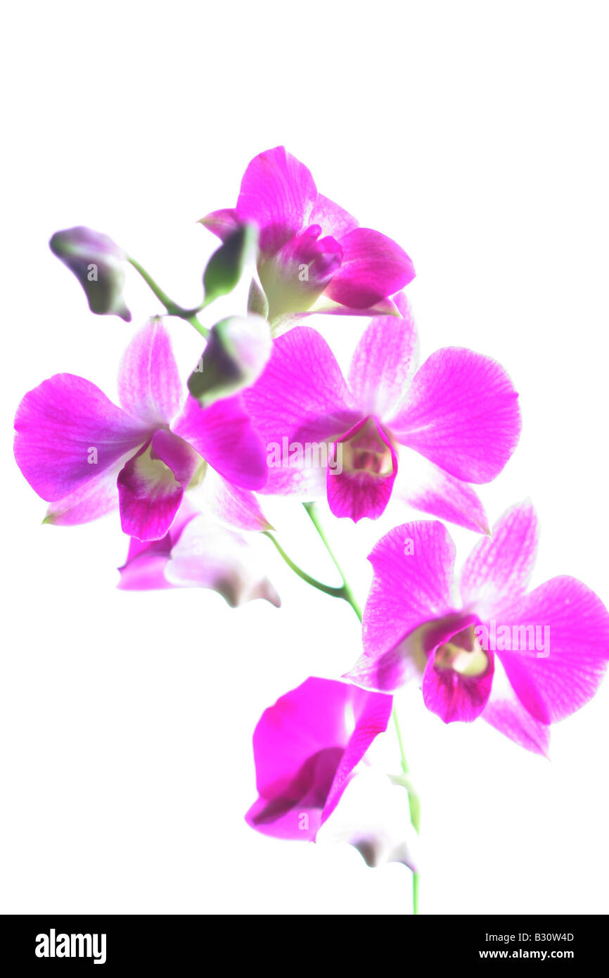 Dendrobium, antelope orchid Stock Photo - Alamy