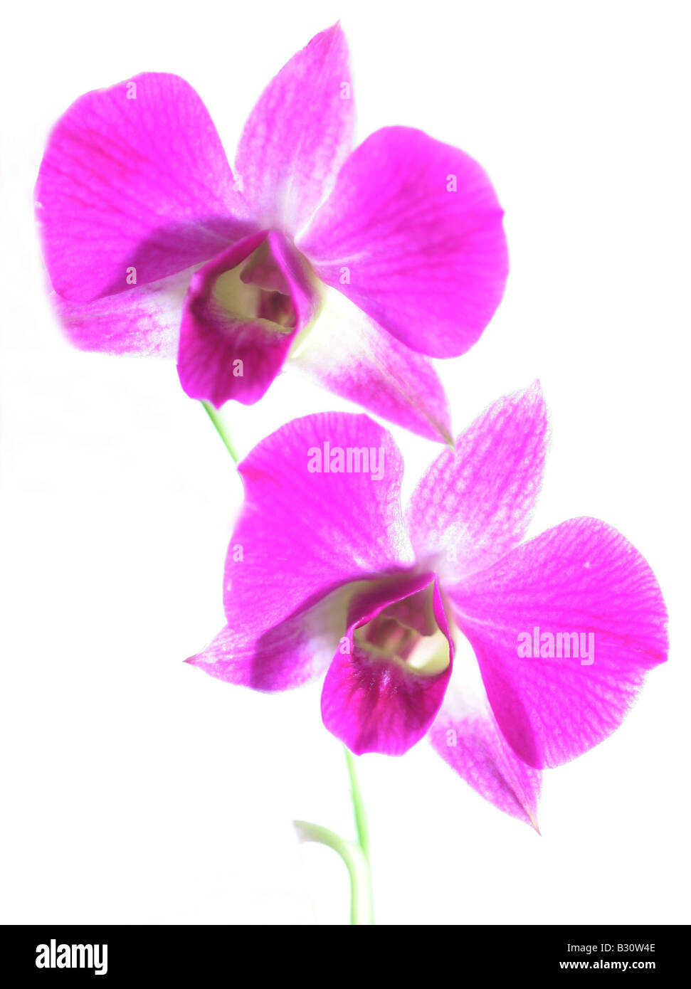 Dendrobium, antelope orchid Stock Photo - Alamy