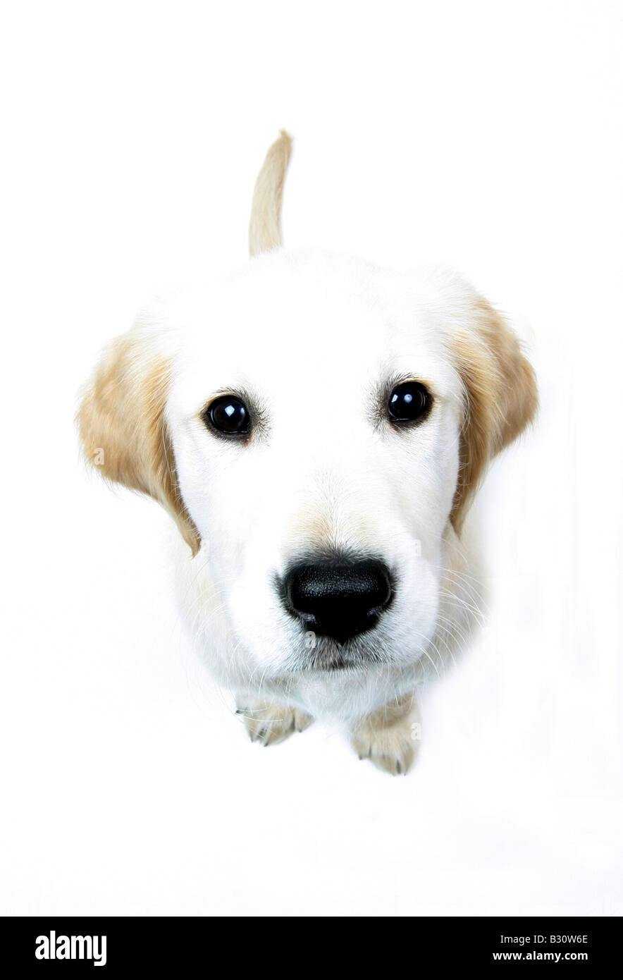 Animal friends golden Cut Out Stock Images & Pictures - Alamy