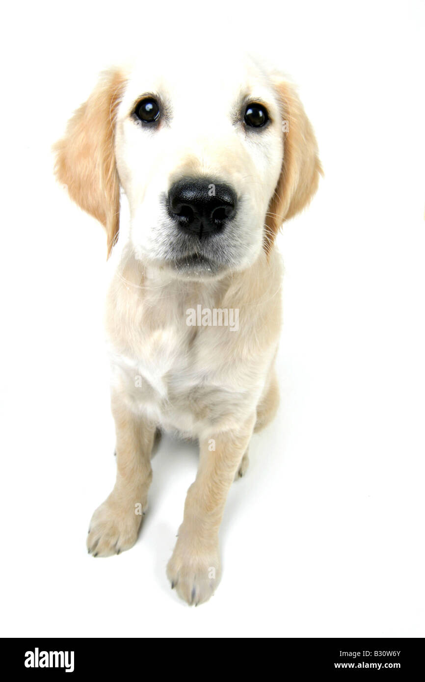Good looking golden retriever hi-res stock photography and images - Alamy