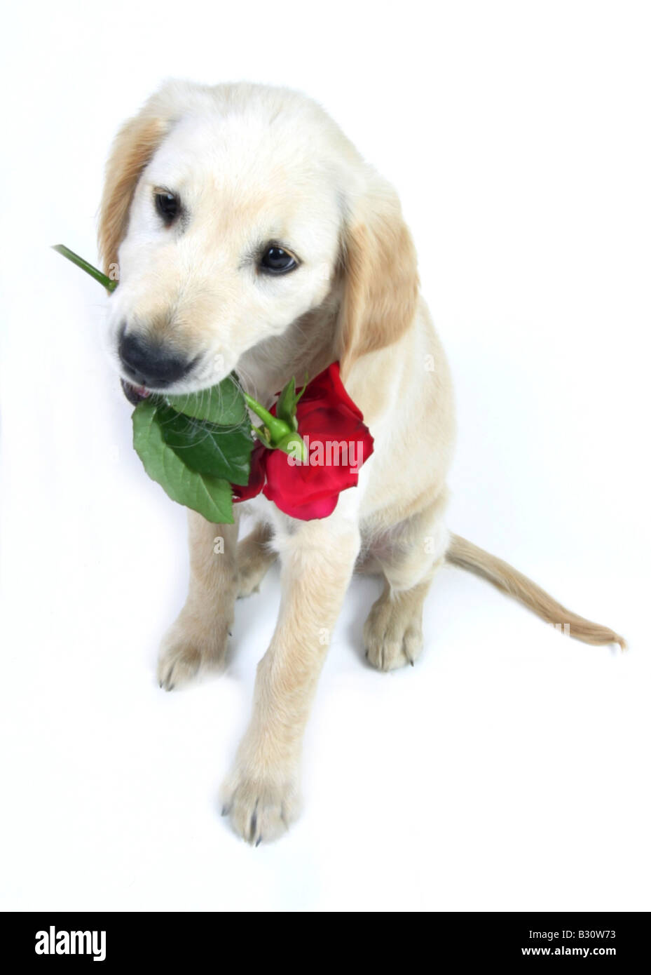 Animal friends golden Cut Out Stock Images & Pictures - Alamy