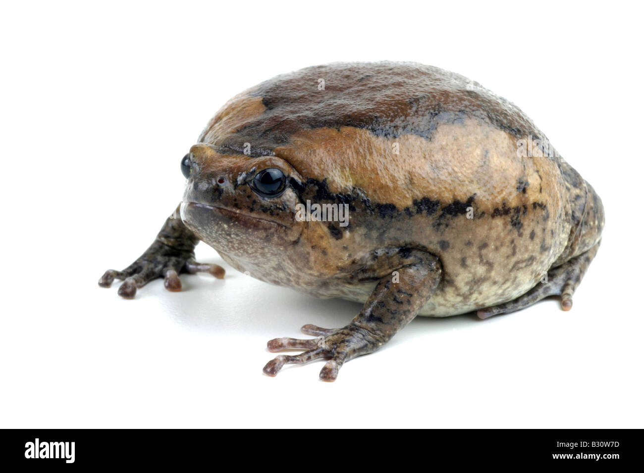 Kaloula pulchra, chubby frog, Asian painted frog Stock Photo - Alamy