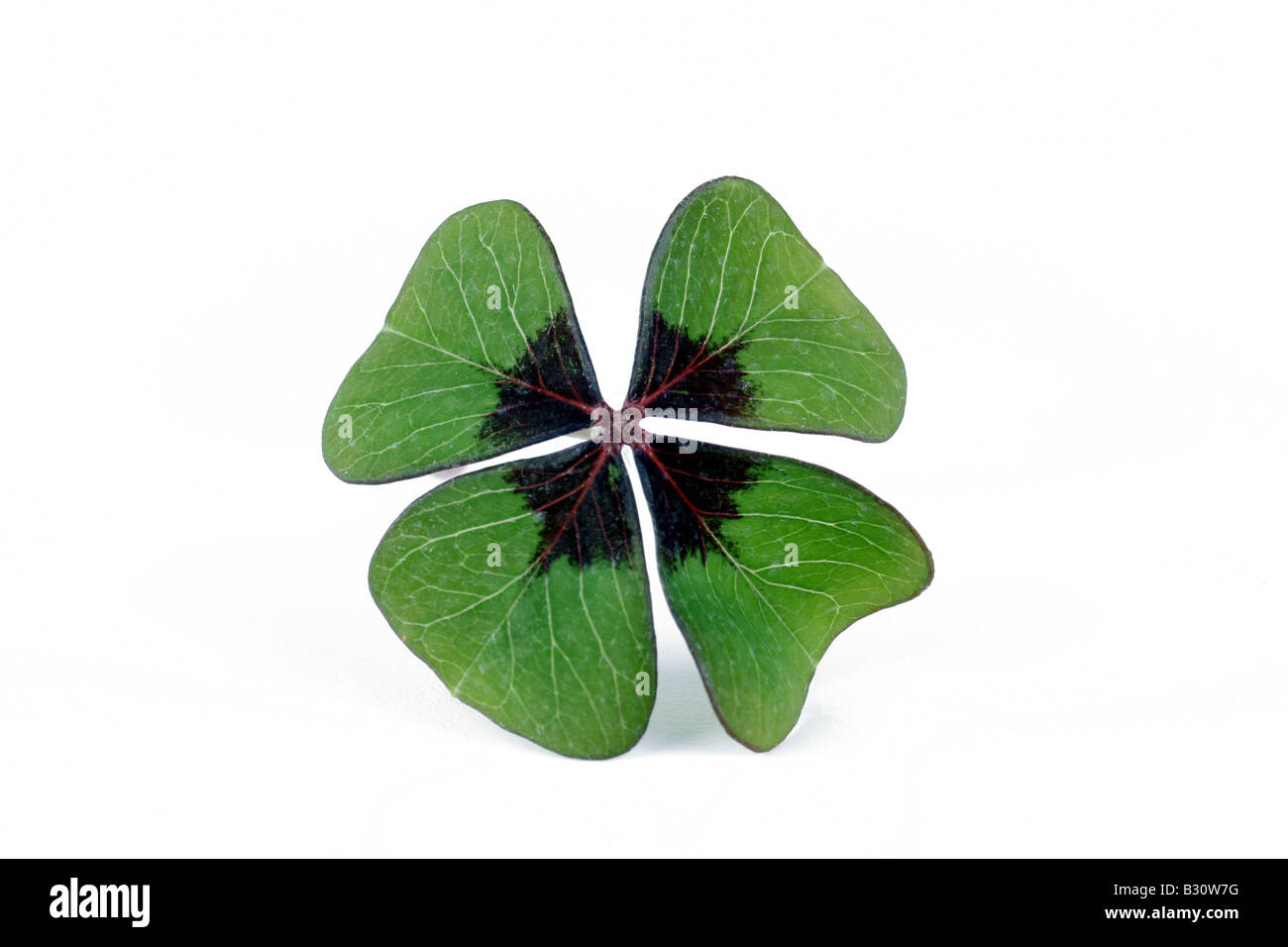 Four leaves clover on hi-res stock photography and images - Alamy