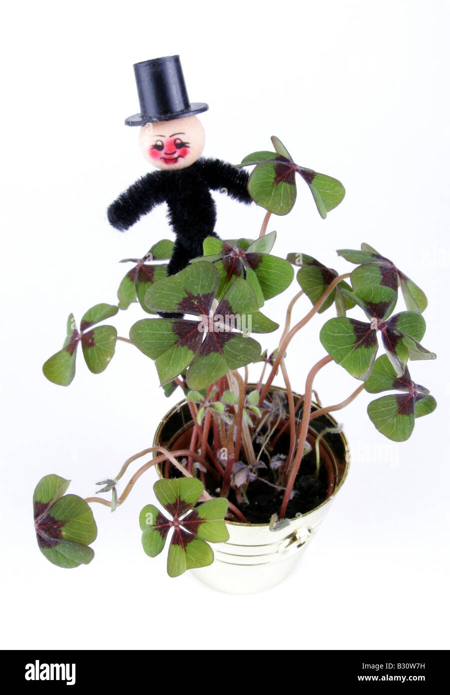 Lucky clover flowers Cut Out Stock Images & Pictures - Alamy