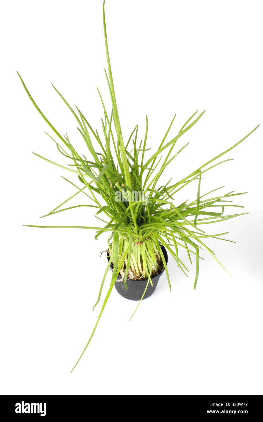 Allium schoenoprasum top view hi-res stock photography and images - Alamy