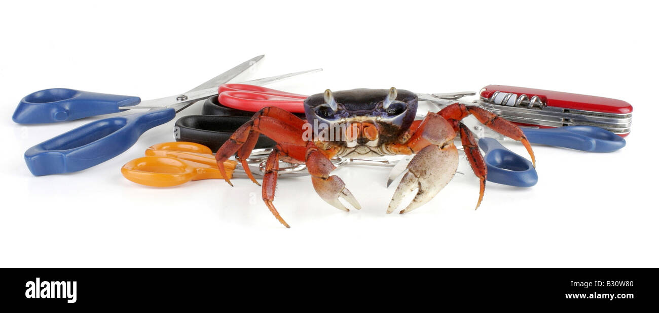 Cardisoma armatum, rainbow crab, West African rainbow crab Stock Photo ...