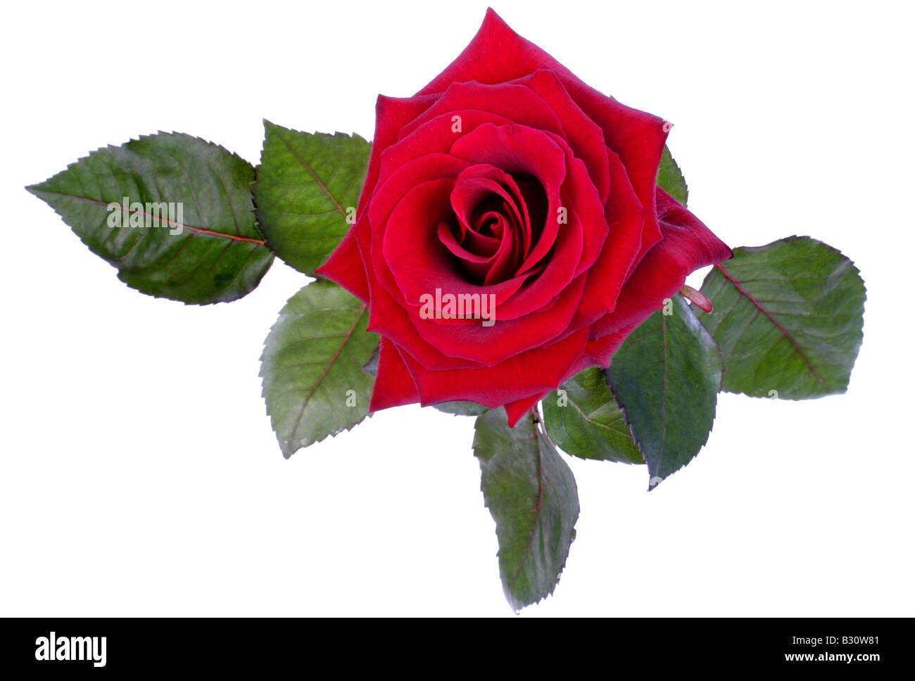 Red rose angiosperm angiosperms hi-res stock photography and images - Alamy