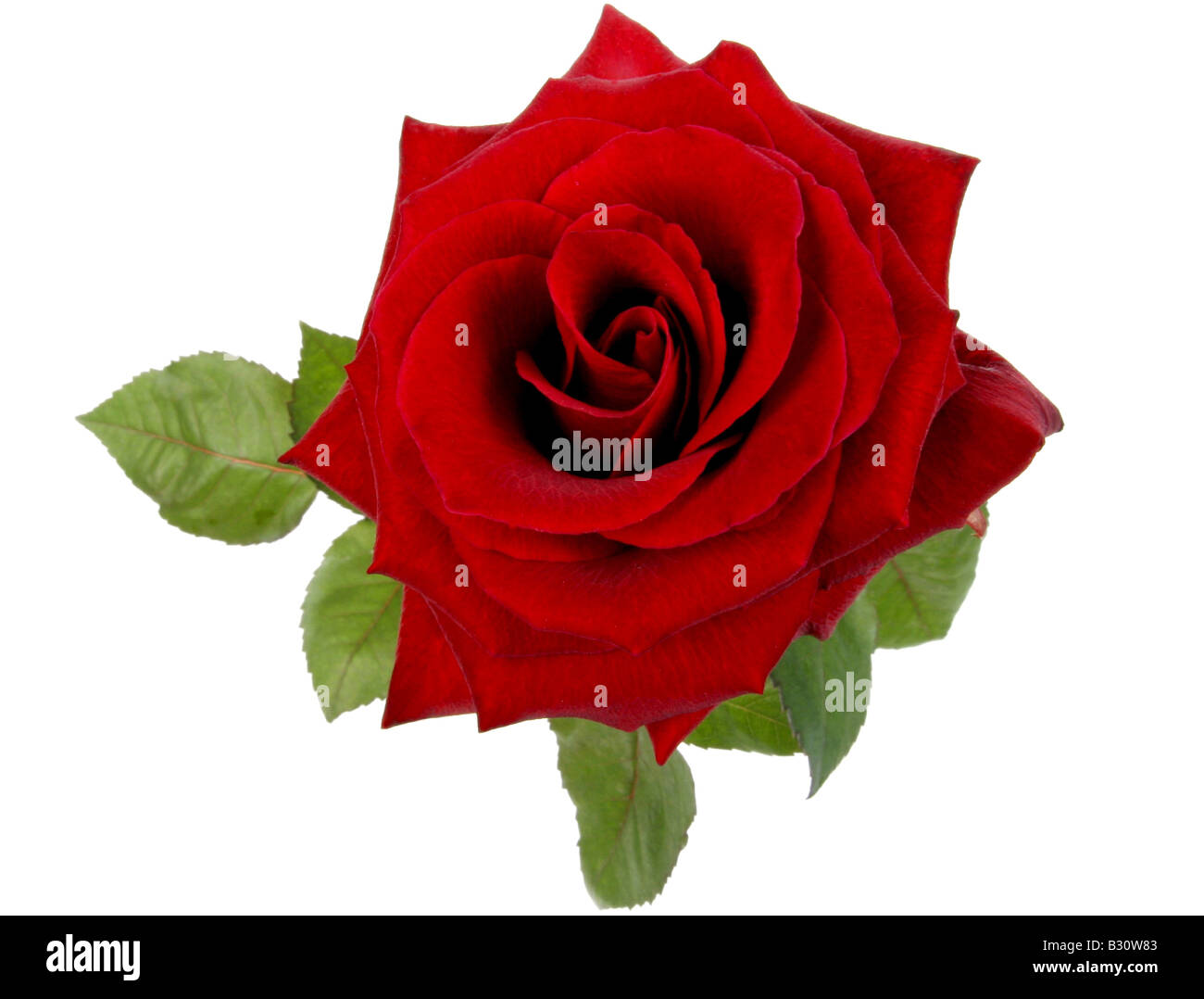 Rosa spec., red rose Stock Photo - Alamy