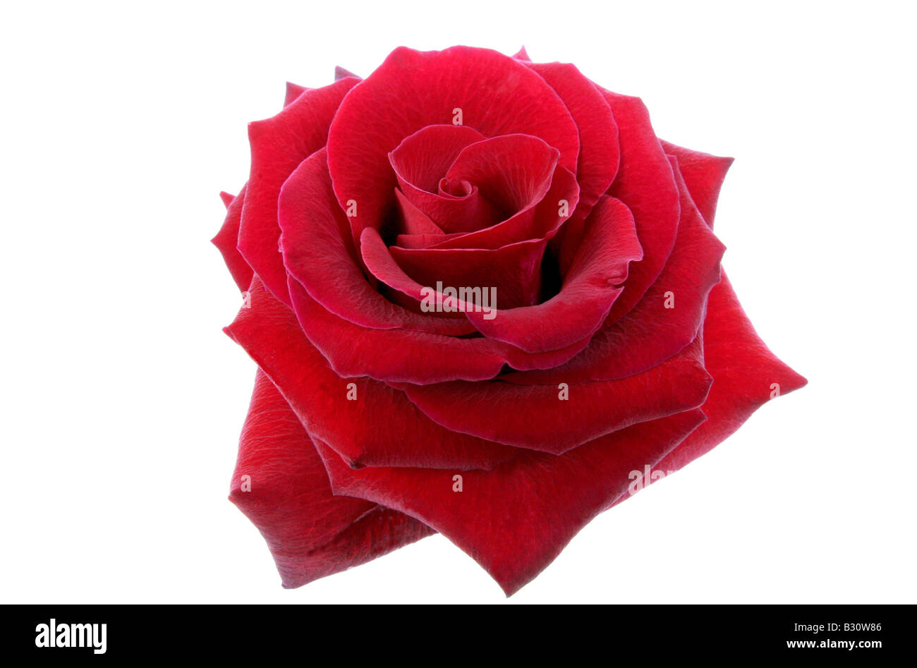 Rosa spec., red rose Stock Photo - Alamy