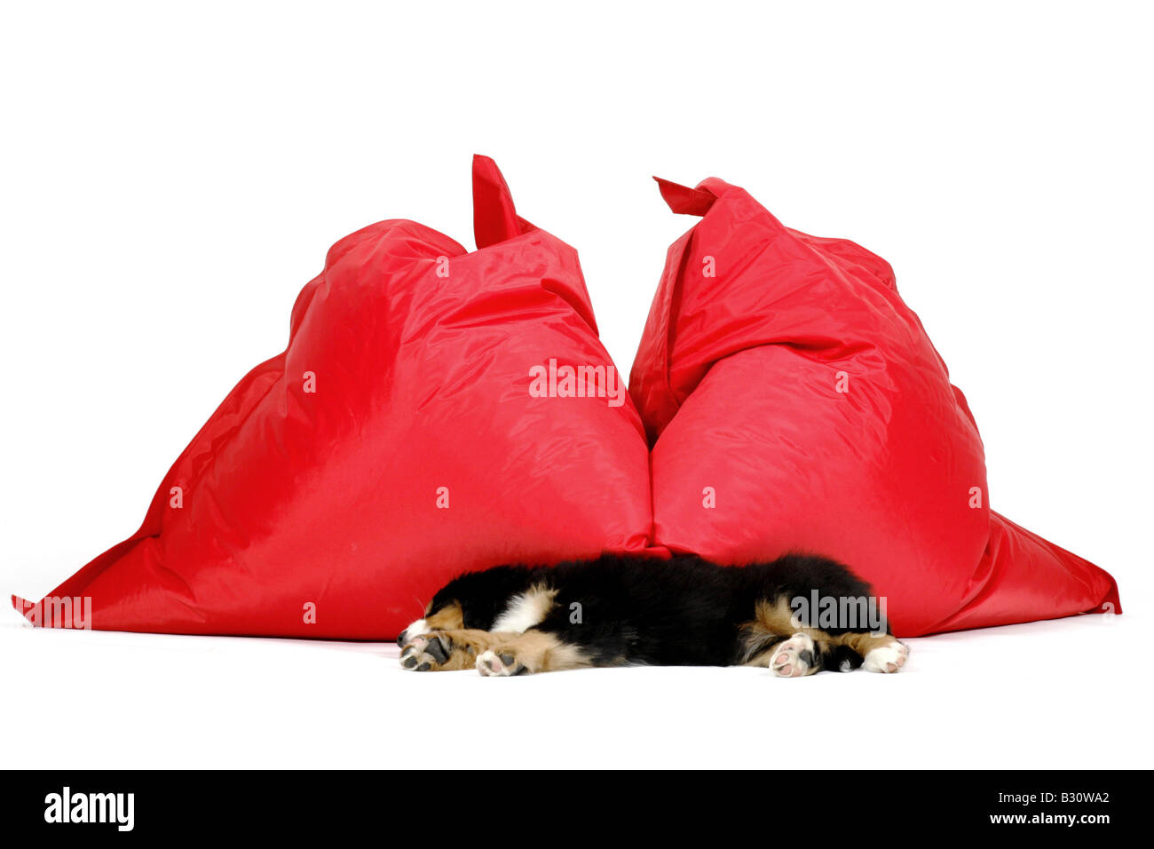 Passive dog Cut Out Stock Images & Pictures - Alamy