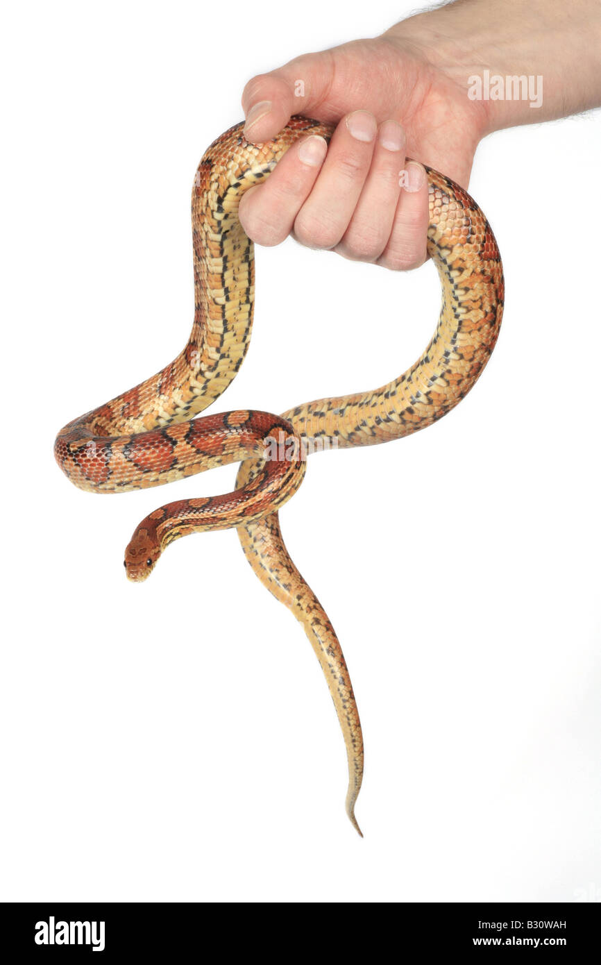 Hand and snake hi-res stock photography and images - Alamy