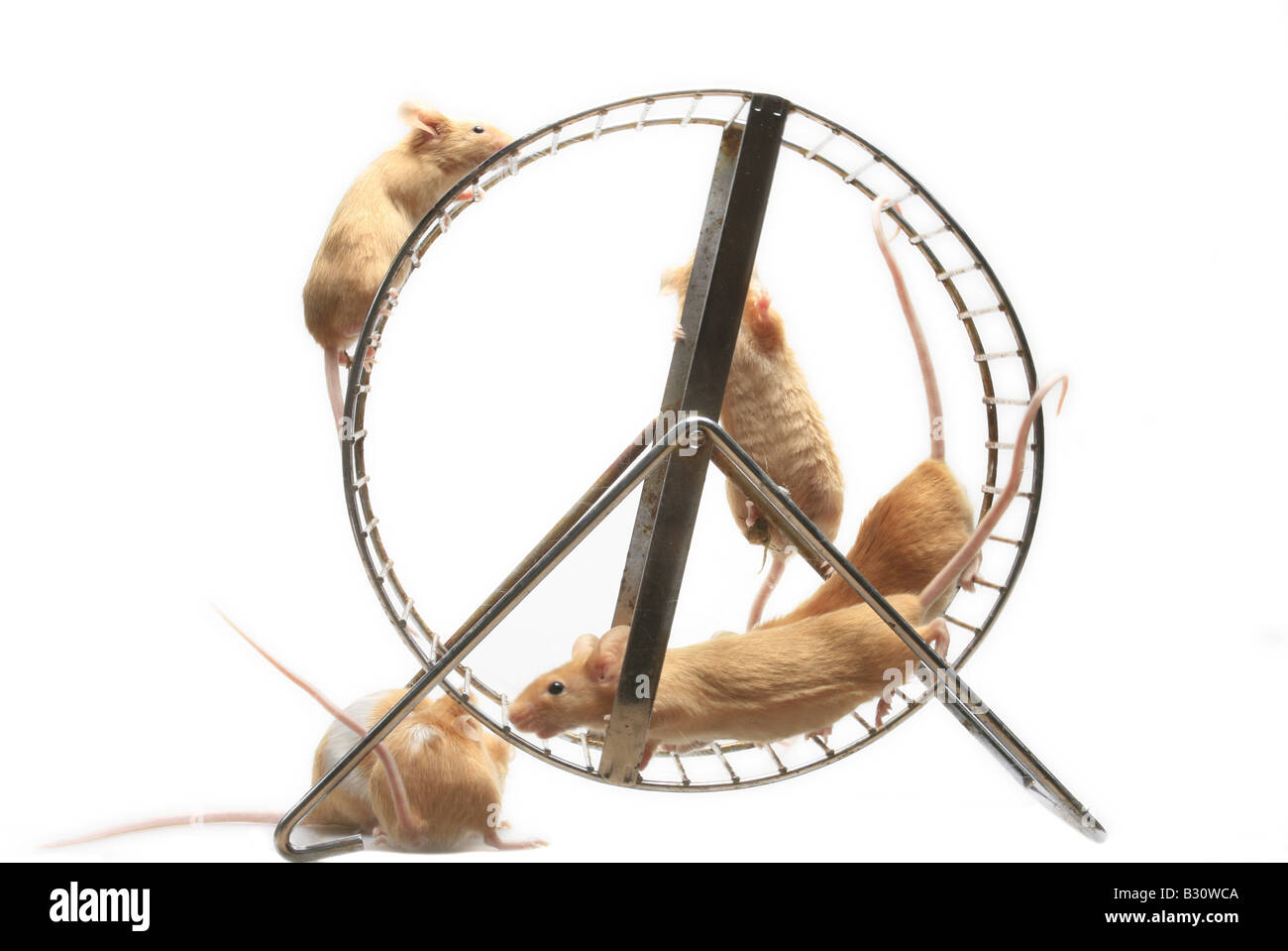 Wheels straw Cut Out Stock Images & Pictures - Alamy