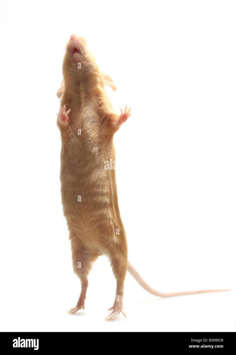 Mouse mouth open hi-res stock photography and images - Alamy