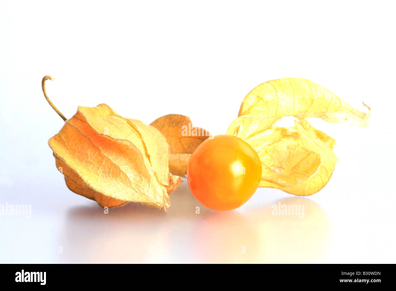 Physalis peruviana, gooseberry, Peruvian ground-cherry Stock Photo - Alamy