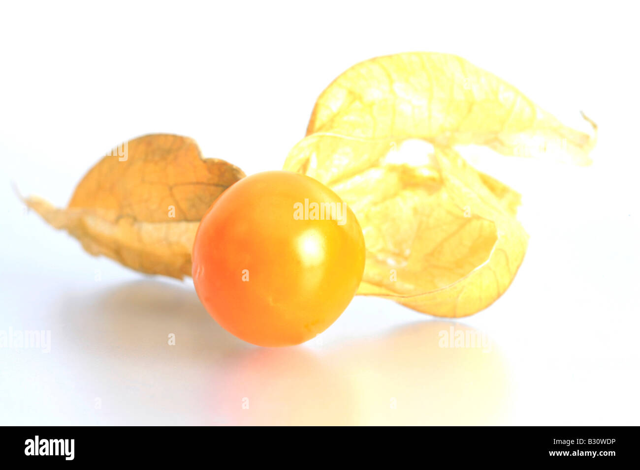 Physalis peruviana, gooseberry, Peruvian ground-cherry Stock Photo - Alamy