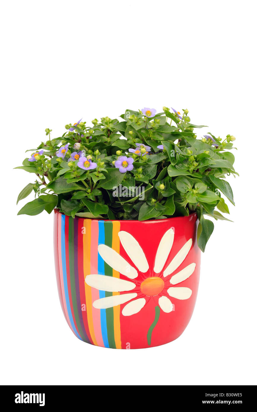 German plant Cut Out Stock Images & Pictures - Alamy