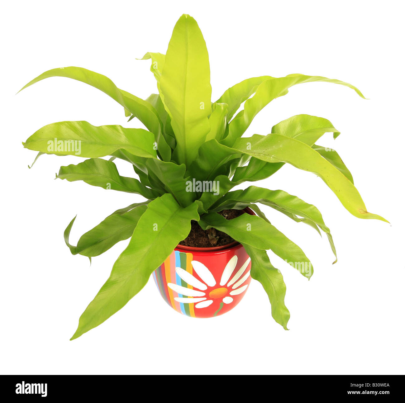 Asplenium nidus, bird's nest fern Stock Photo - Alamy