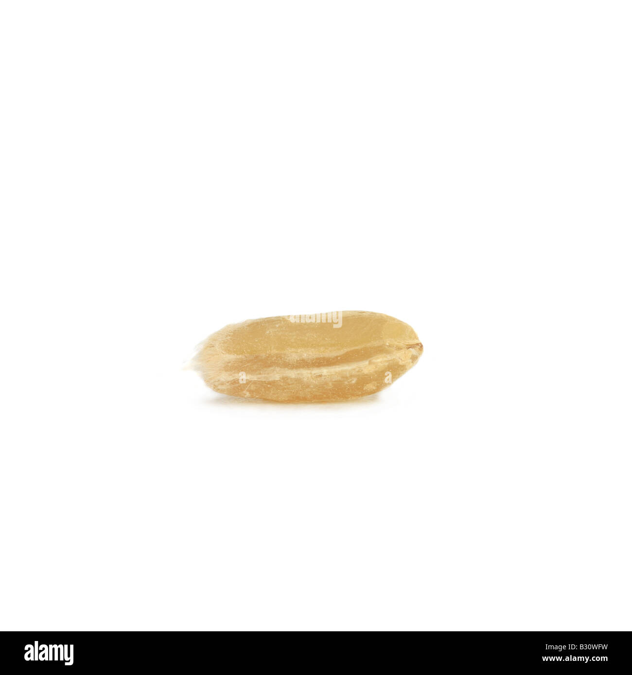 Ripe spelt plants hi-res stock photography and images - Alamy