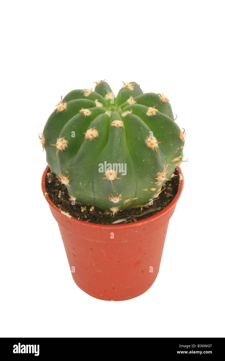 Xerophyt hi-res stock photography and images - Alamy