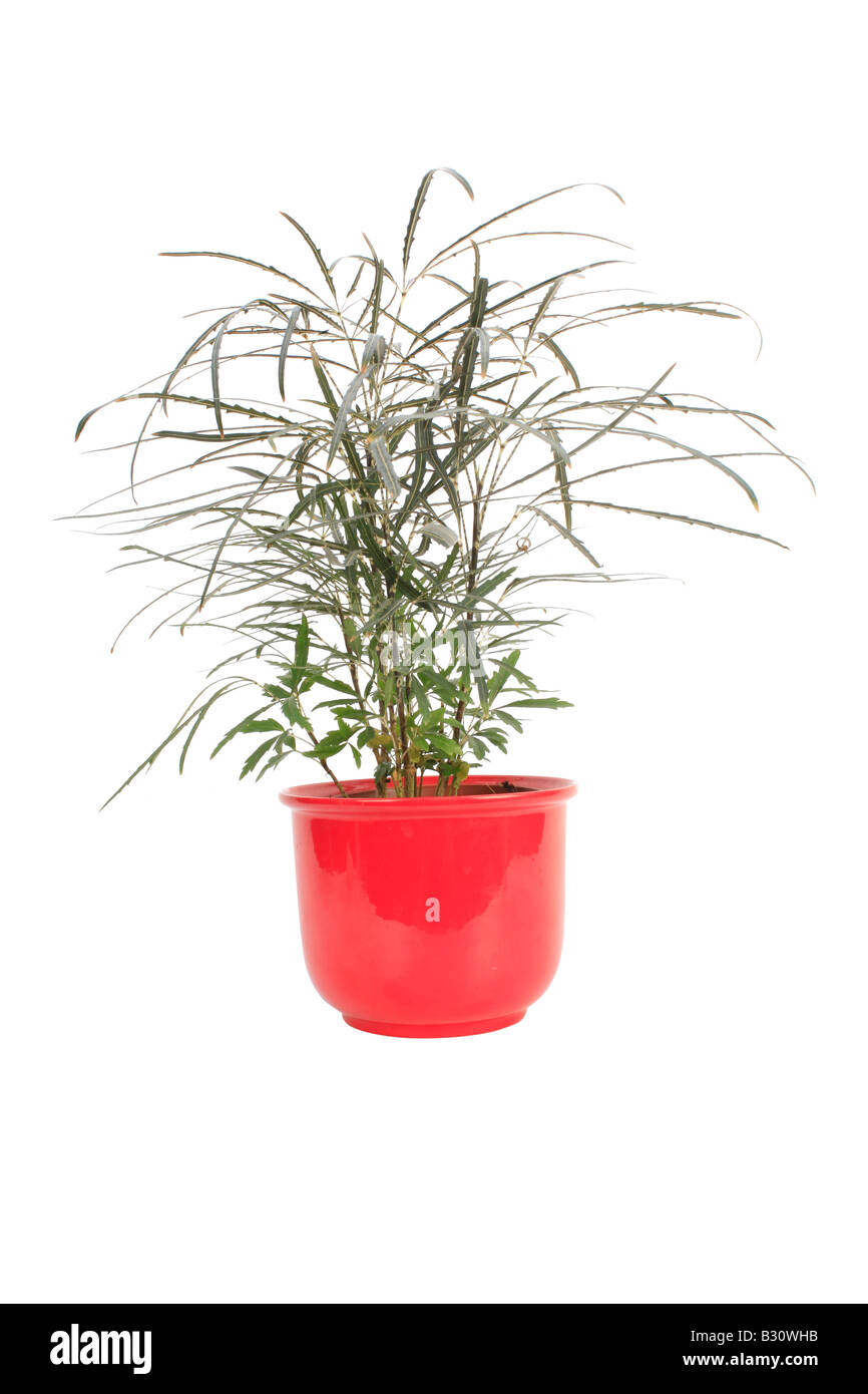 Dizygotheca elegantissima, Schefflera elegantissima, Aralia ...