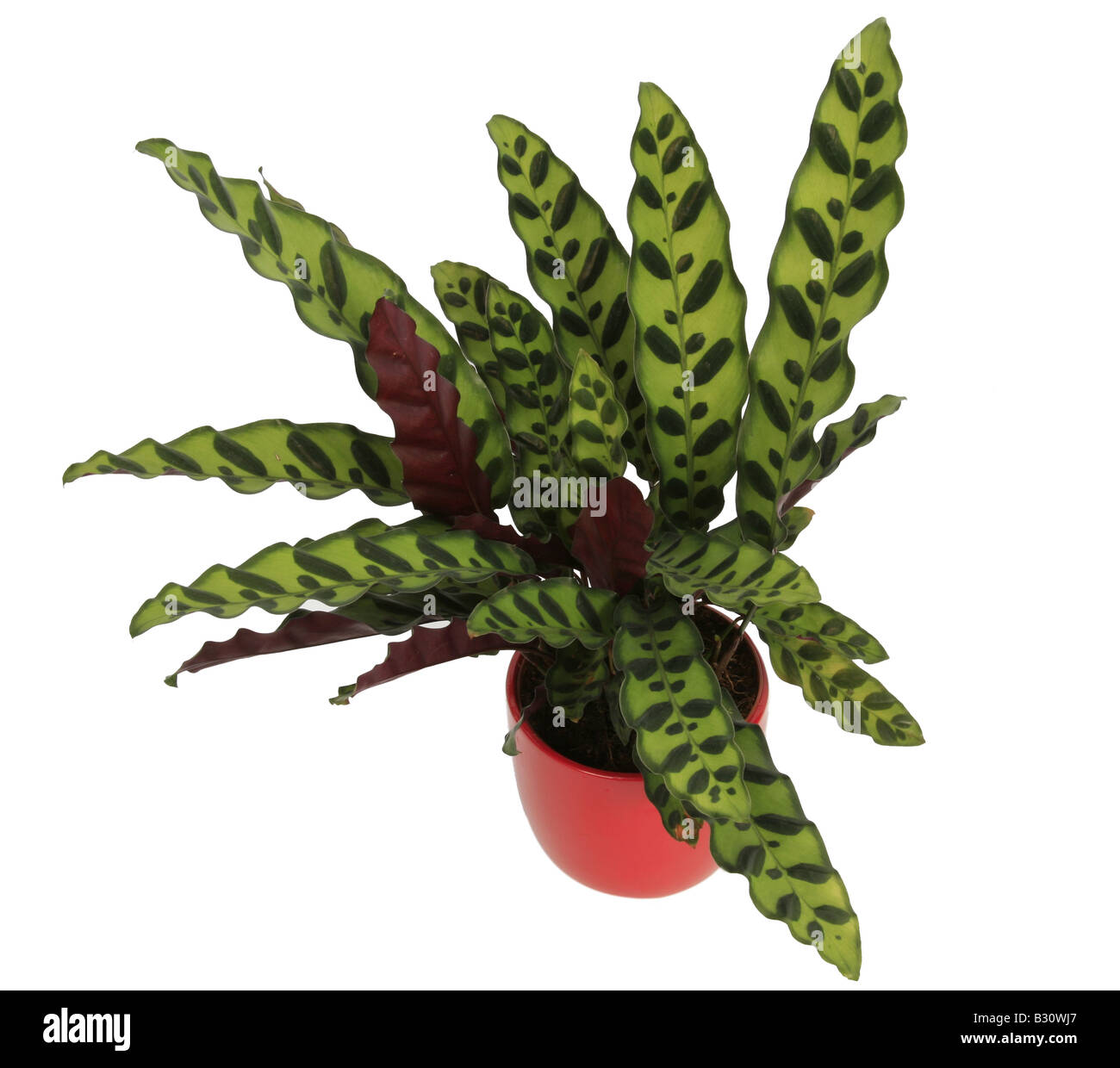 Calathea lancifolia, Calathea insignis, Calathea insignis lancifolia ...