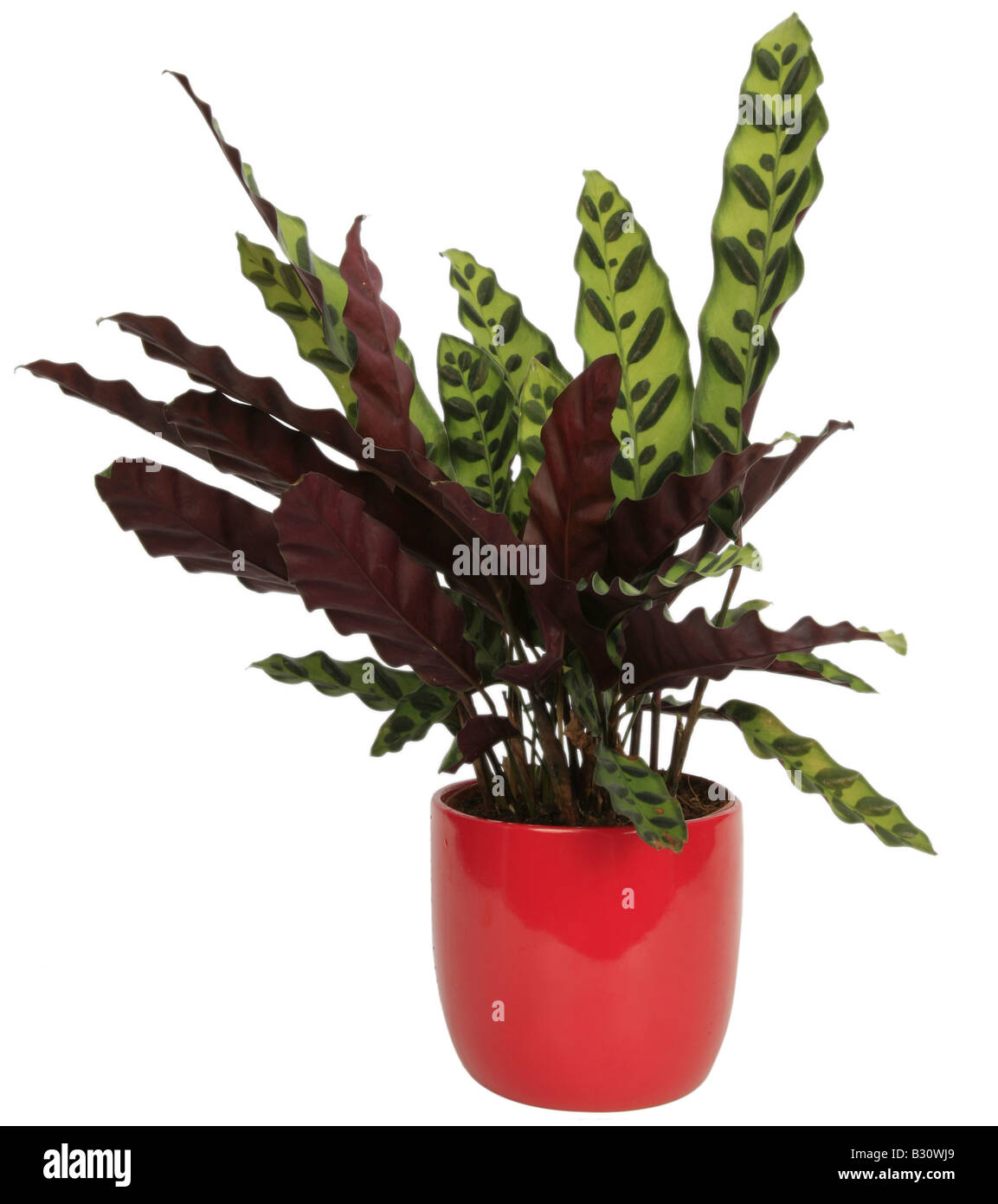 Calathea insignis Cut Out Stock Images & Pictures - Alamy