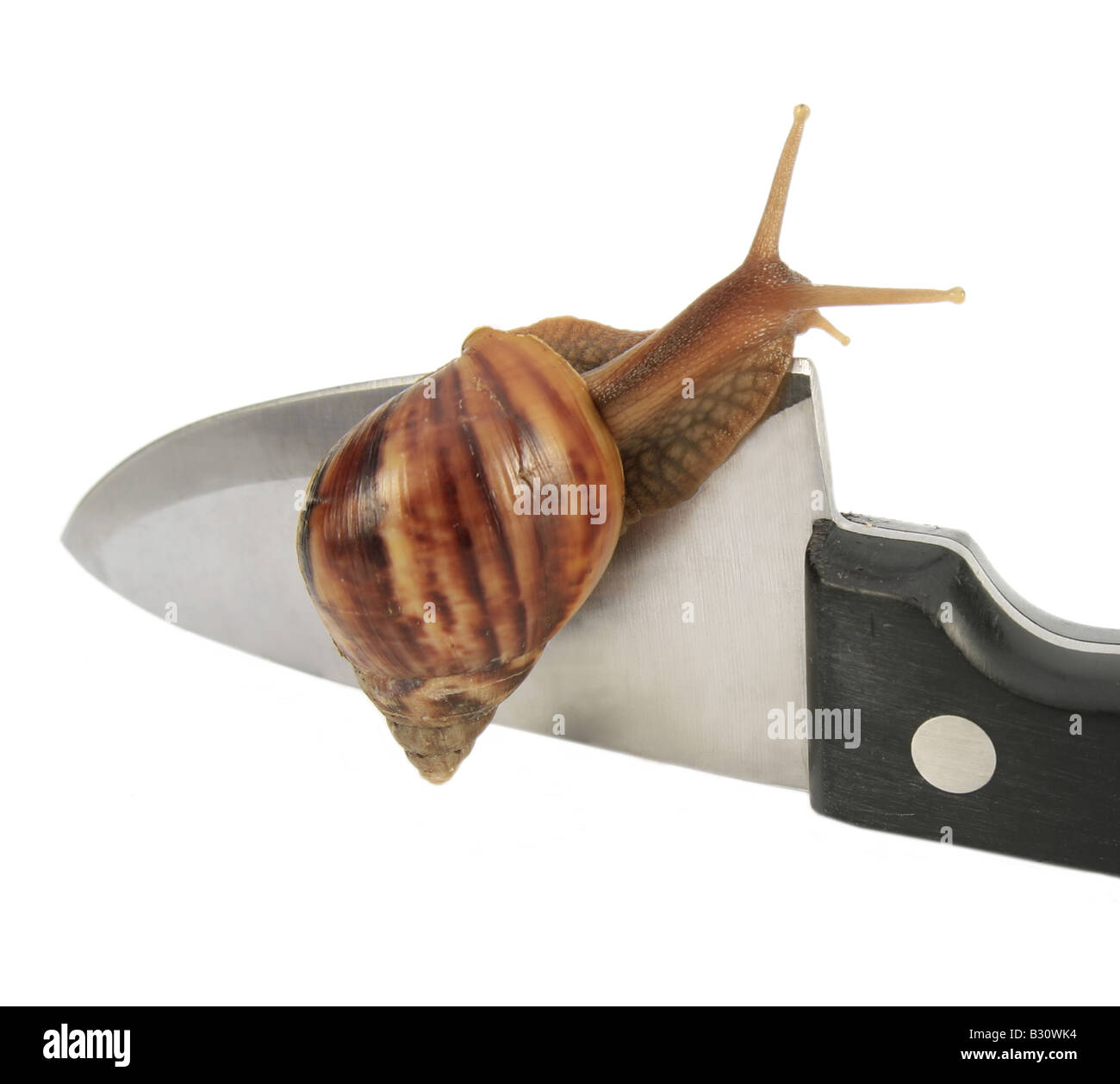 Achatina fulica, giant African snail, giant African land snail Stock ...