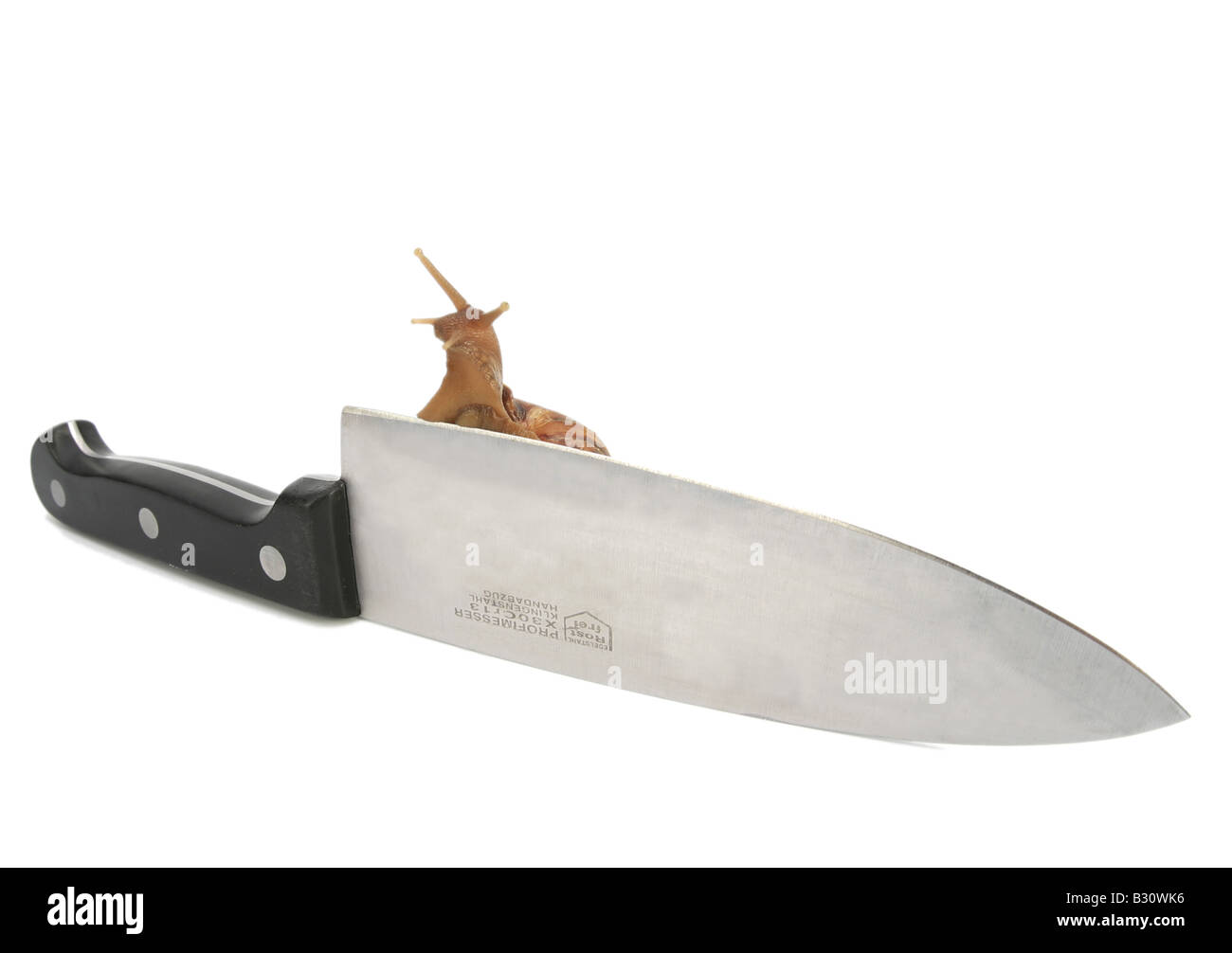 Achatina fulica, giant African snail, giant African land snail Stock ...