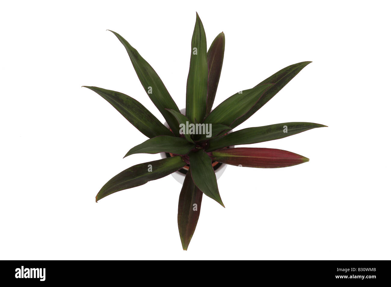 Rhoeo, Rhoeo spathacea, Tradescantia spathacea, Moses-in-the-Cradle ...