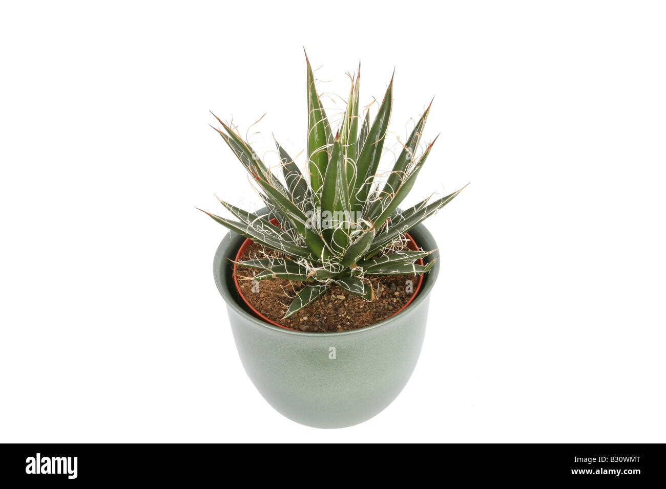 Agave filifera hi-res stock photography and images - Alamy