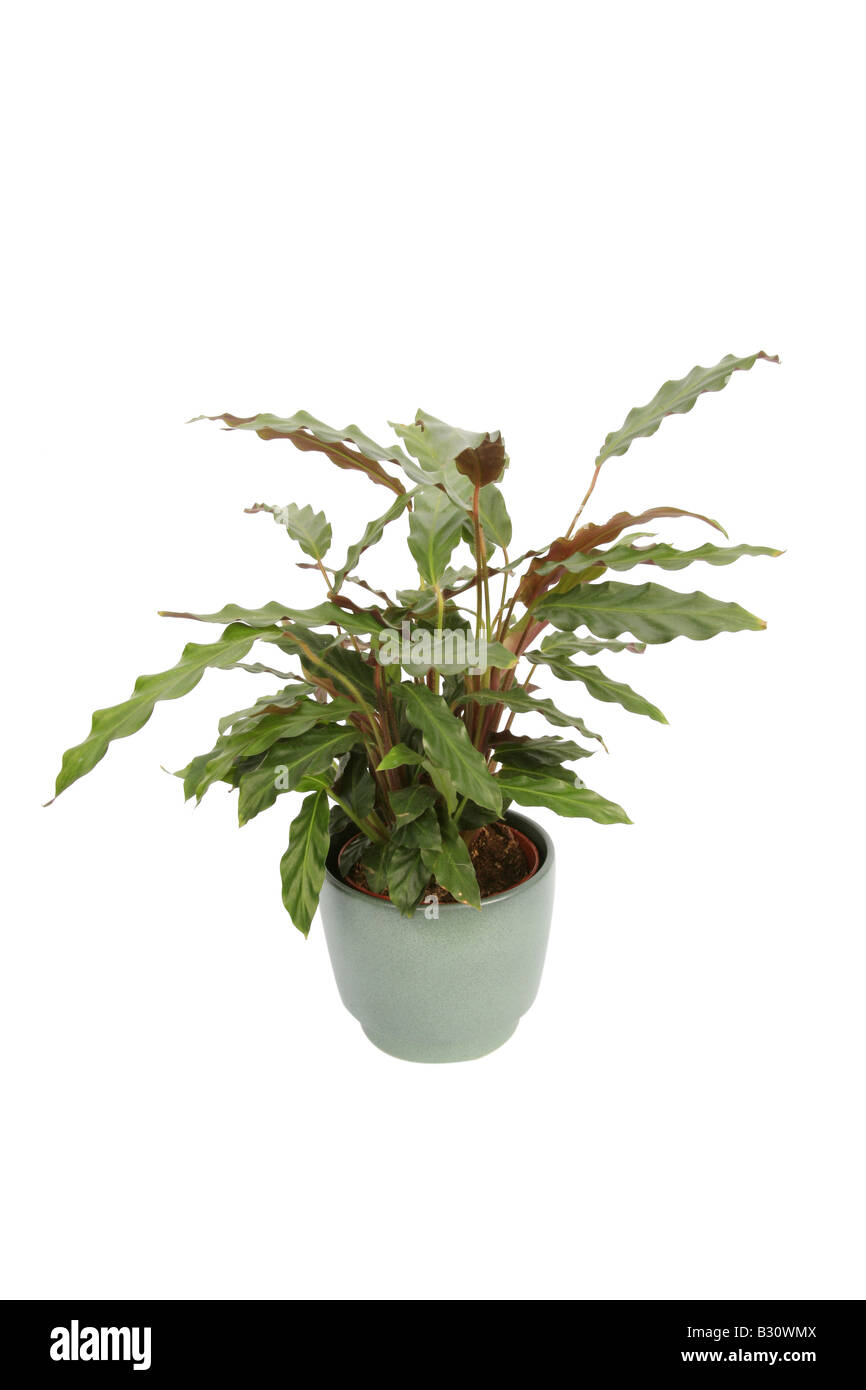 Furry feather calathea hi-res stock photography and images - Alamy