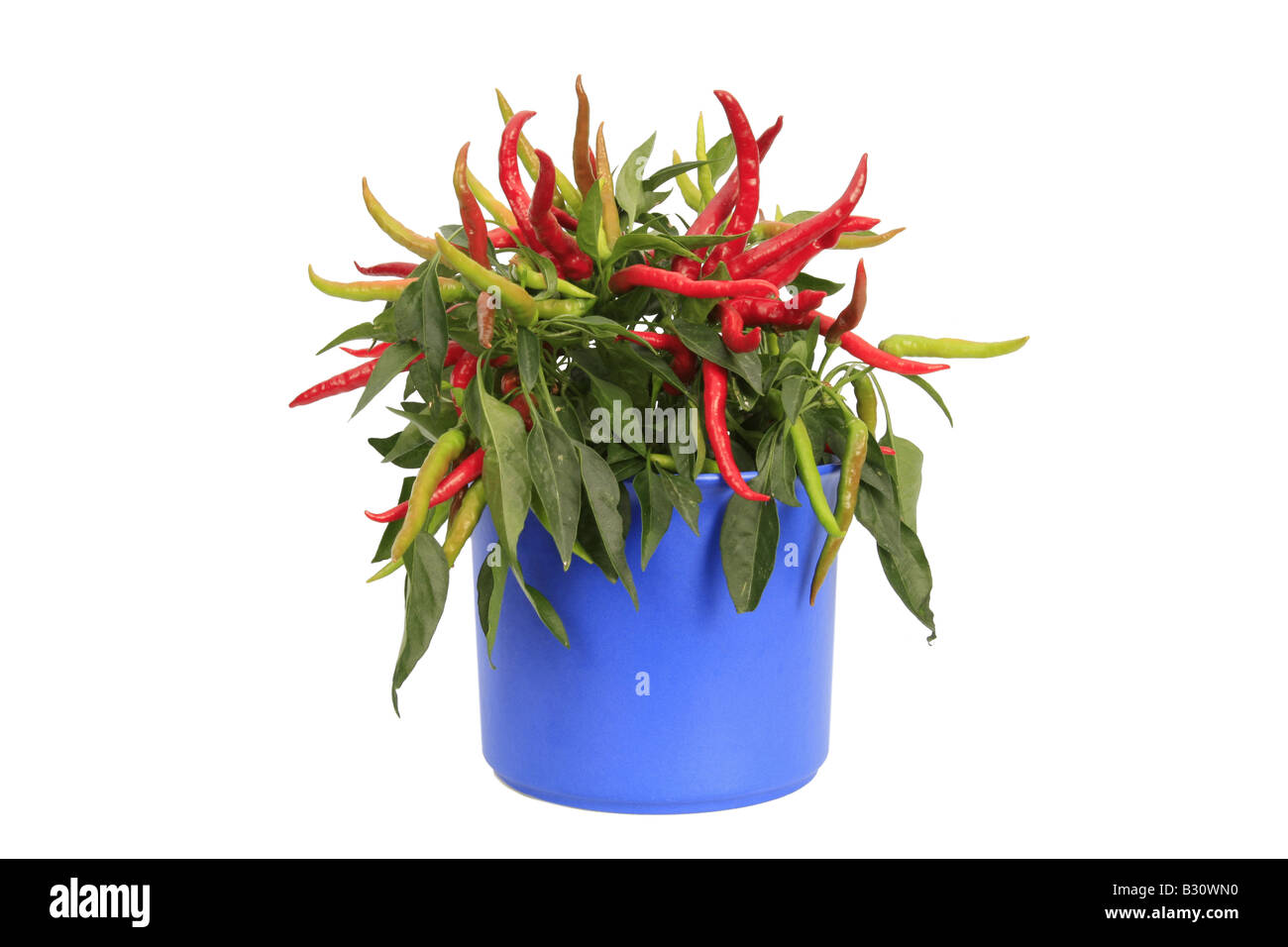 Capsicum annuum, chili pepper, paprika Stock Photo - Alamy