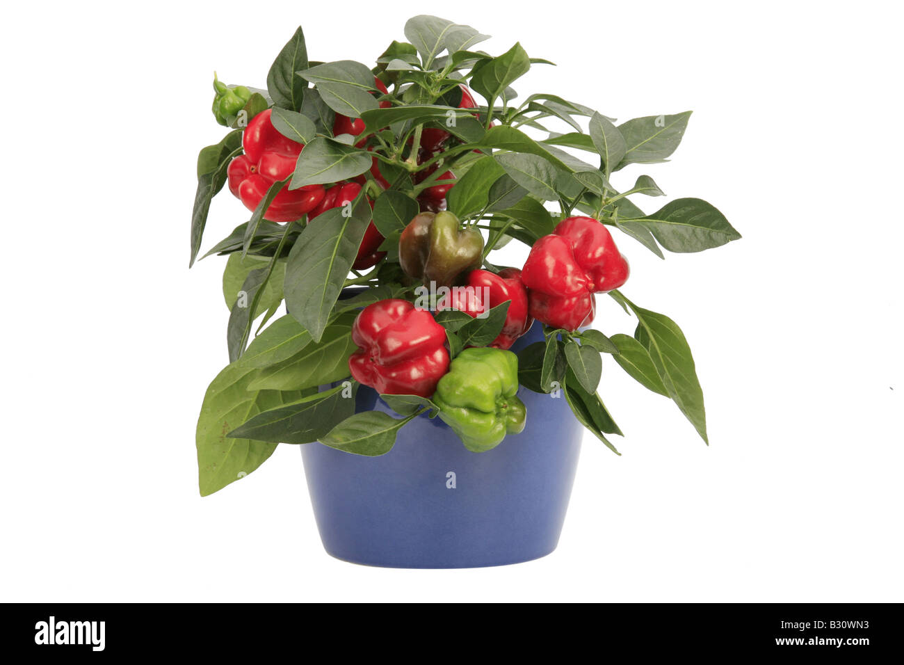 Capsicum annuum, chili pepper, paprika Stock Photo - Alamy