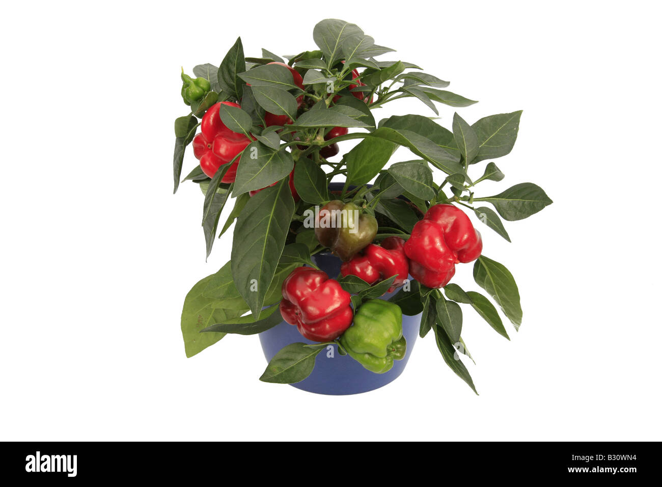 Capsicum annuum, chili pepper, paprika Stock Photo - Alamy