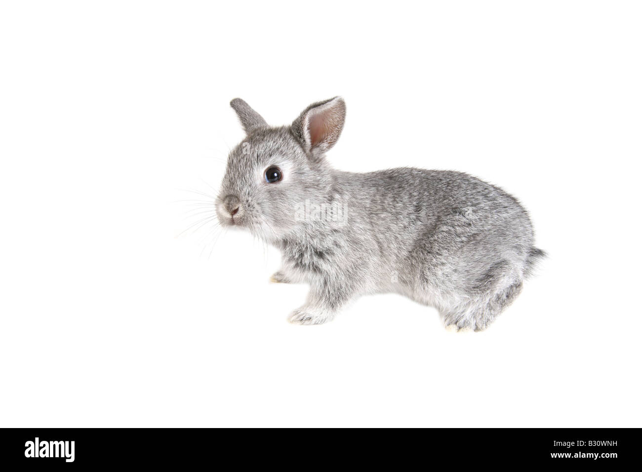 Oryctolagus cuniculus f. domestica, domestic rabbit Stock Photo - Alamy
