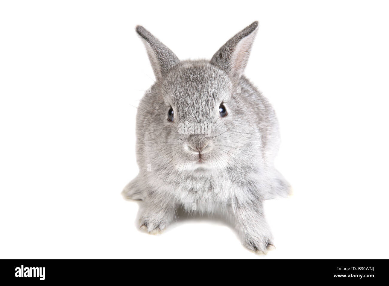 Oryctolagus cuniculus f. domestica, domestic rabbit Stock Photo - Alamy