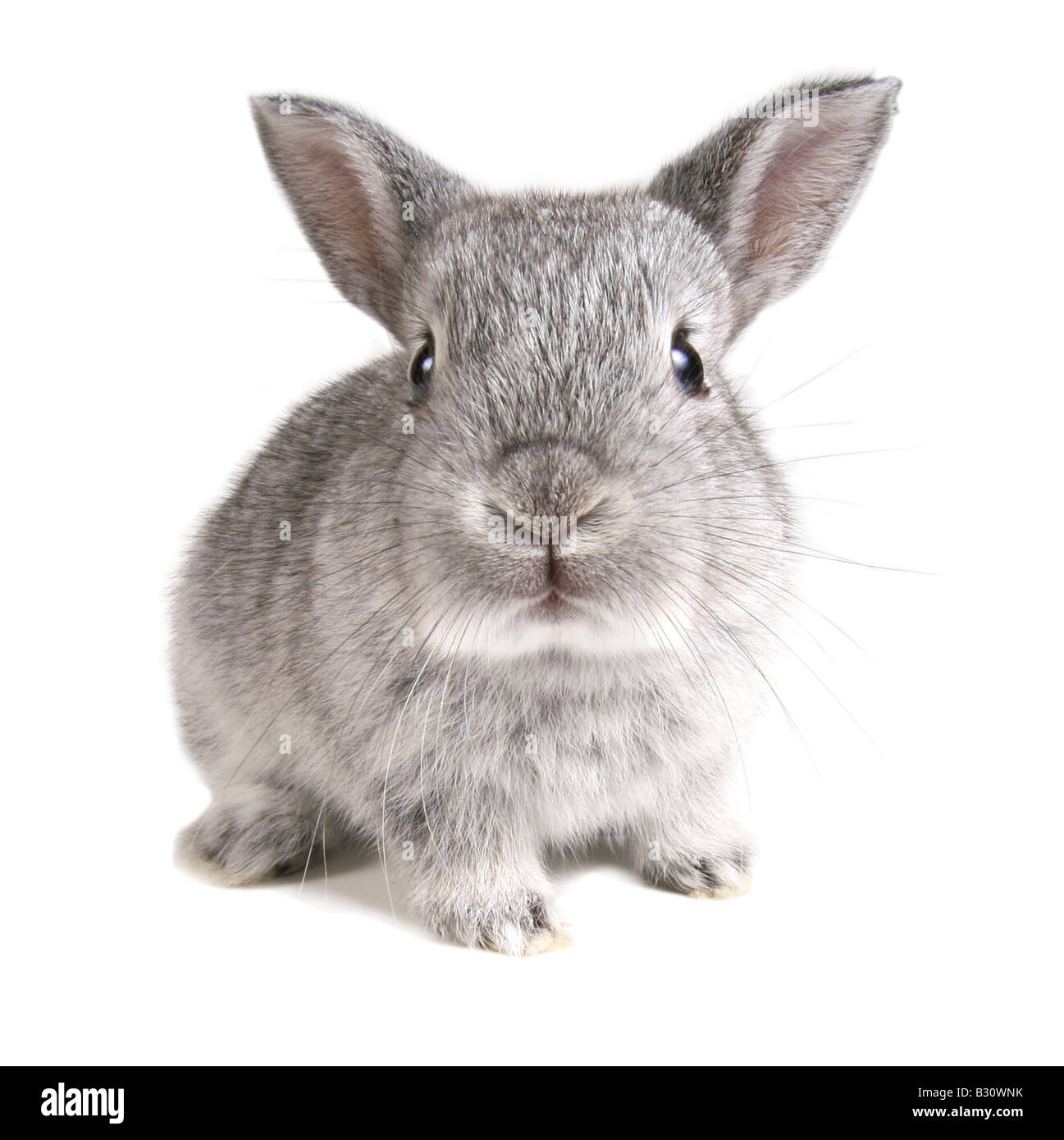 Oryctolagus cuniculus f. domestica, domestic rabbit Stock Photo - Alamy