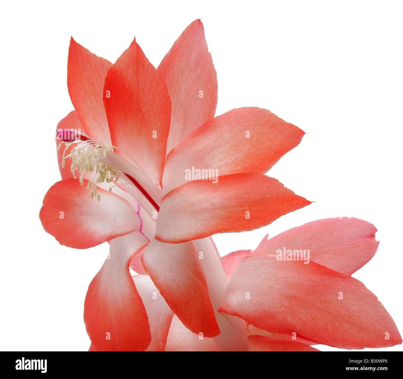 Dicotyledonous plants dicots pink blossom pink blossoms blooming ...