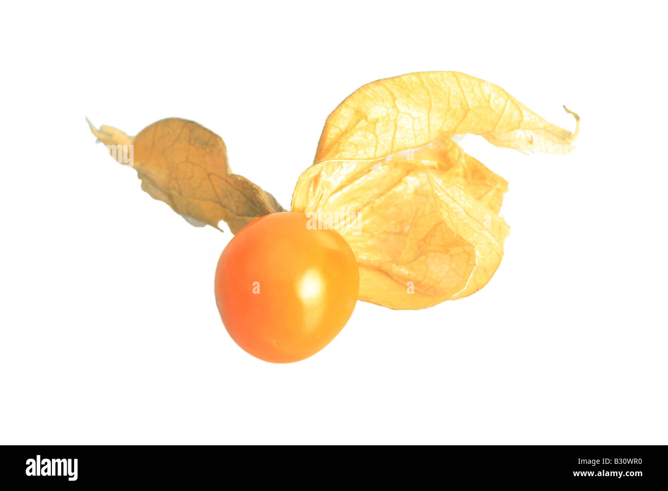 Physalis peruviana, gooseberry, Peruvian ground-cherry Stock Photo - Alamy