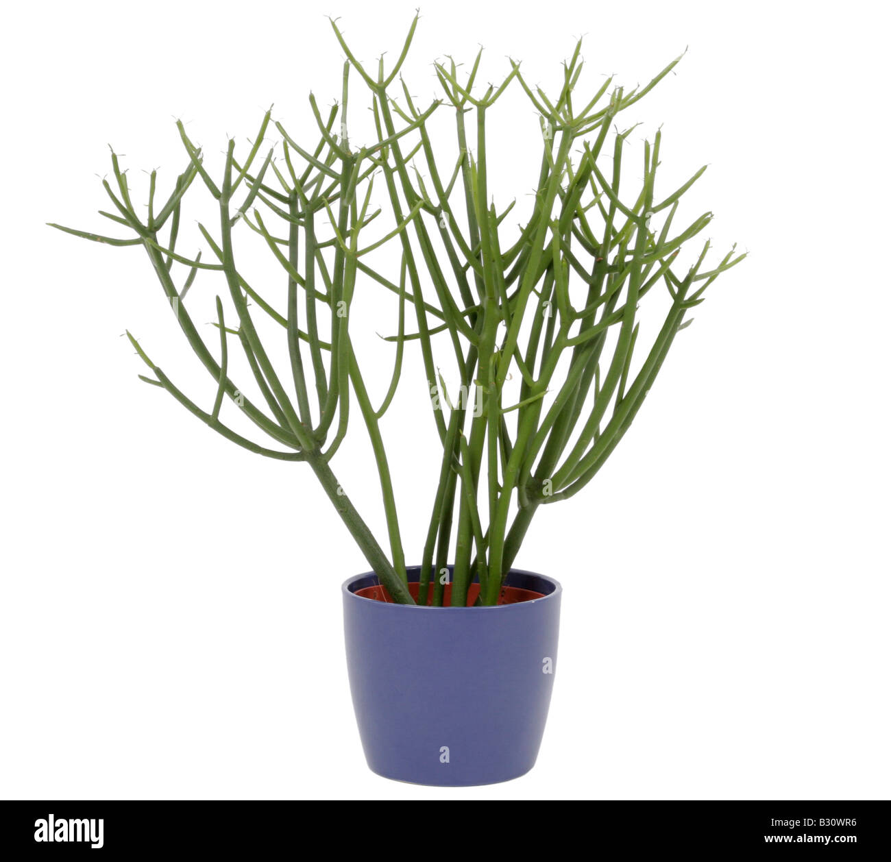 Pencil tree euphorbia tirucalli hi-res stock photography and images - Alamy