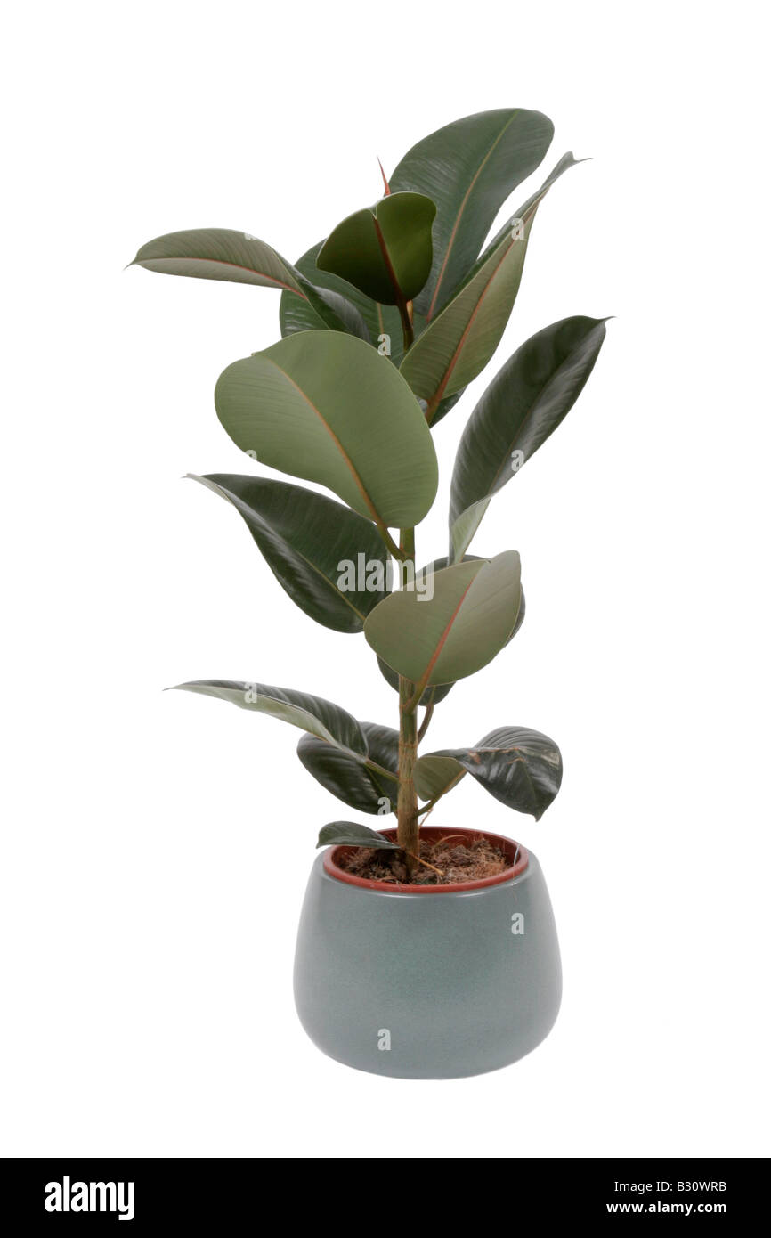 Ficus elastica, Indian Rubber Tree, Rubber Plant Stock Photo - Alamy