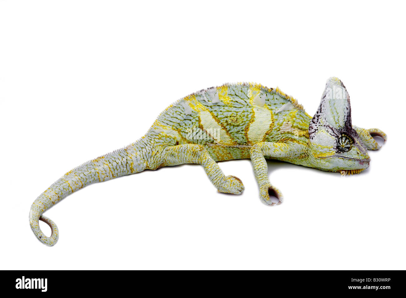 Dead chameleon Cut Out Stock Images & Pictures - Alamy